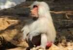 List of 10 Monkeys With Red Butts On Earth (2023) - HowitSee