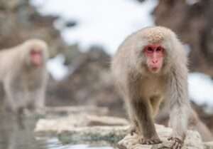 List of 10 Monkeys With Red Butts On Earth (2023) - HowitSee