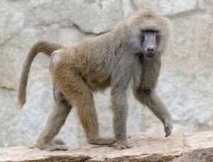 List of 10 Monkeys With Red Butts On Earth (2023) - HowitSee