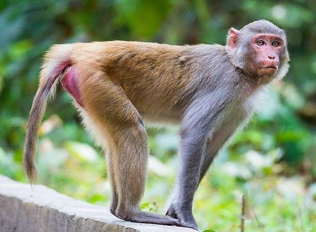 List Of 10 Monkeys With Red Butts On Earth 2023 HowitSee List Of 10 Monkeys With Red Butts On Earth 2023 HowitSee