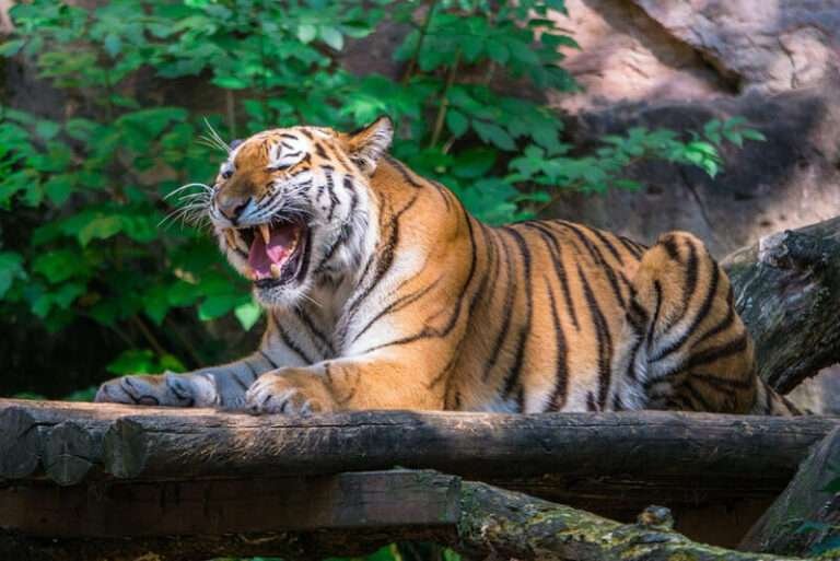 10+ Animals With Well-Defined Muscles (Ripped/Muscular Animals 2023 ...
