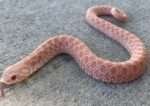 List of 24 Attractive Pink Snakes in the World (2023) | Updated - HowitSee