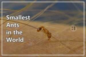 Top 15 Smallest Ants in the World (Tiny Ants 2023) - HowitSee