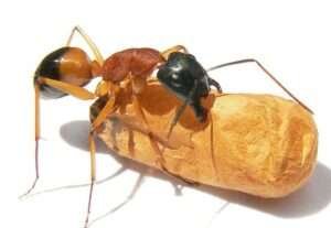 Top 15 Smallest Ants in the World (Tiny Ants 2023) - HowitSee