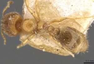 Top 15 Smallest Ants in the World (Tiny Ants 2023) - HowitSee