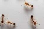 Top 15 Smallest Ants in the World (Tiny Ants 2023) - HowitSee