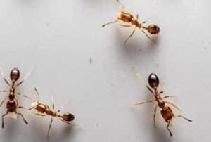 Top 15 Smallest Ants in the World (Tiny Ants 2023) - HowitSee