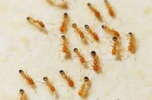 Top 15 Smallest Ants in the World (Tiny Ants 2023) - HowitSee