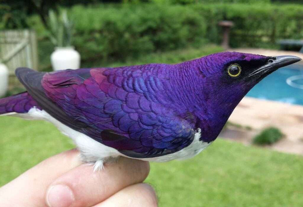 Are there any Violet Birds? 10 Different Types of Violet Birds (List ...