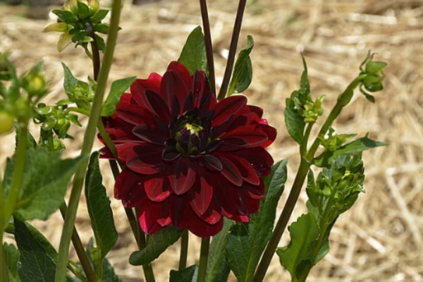 10 Finest Black and Red Flowers for Your Garden (2023) - HowitSee