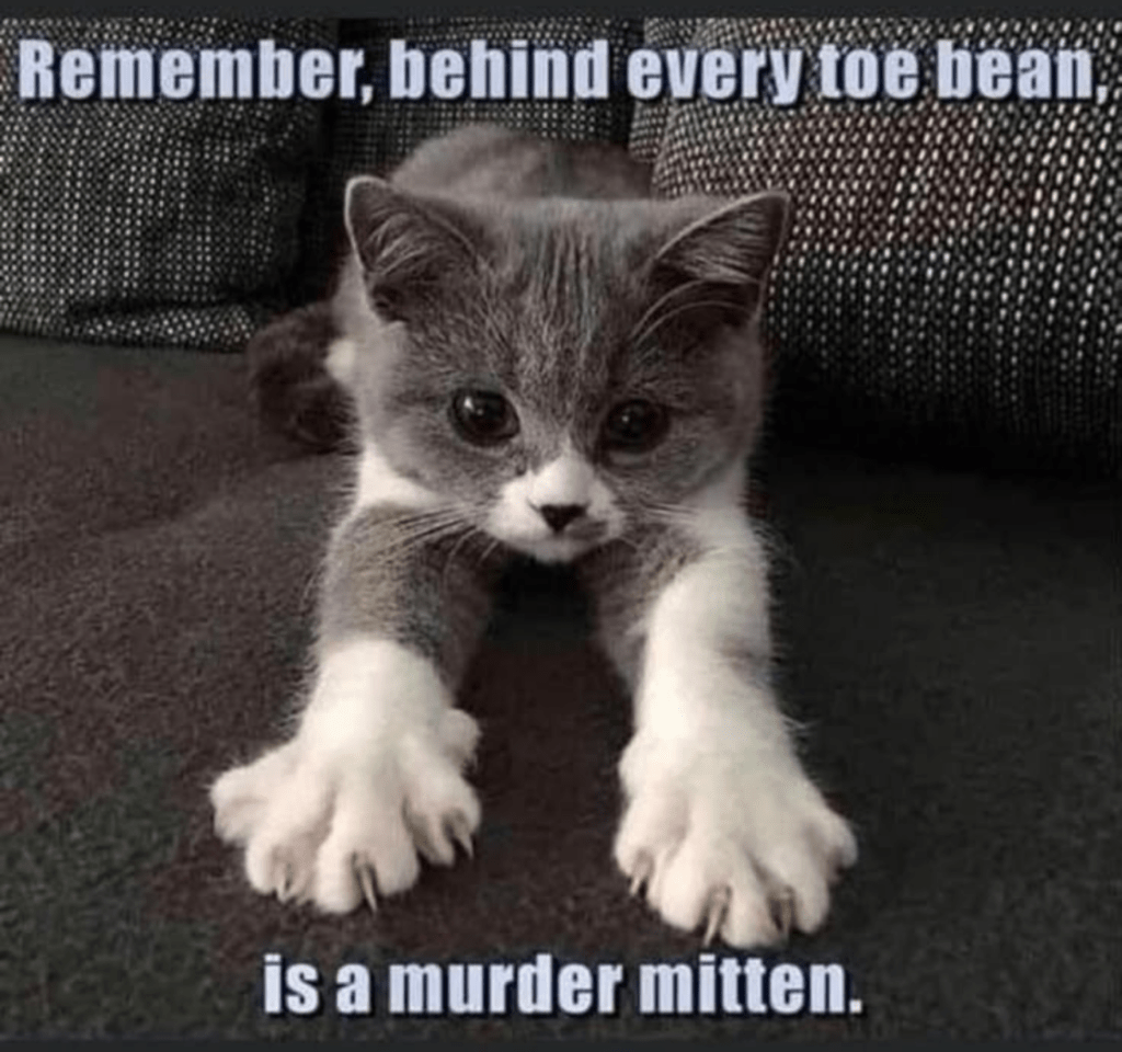 CAT Memes that every Cat owner will Love & Relate - HowitSee