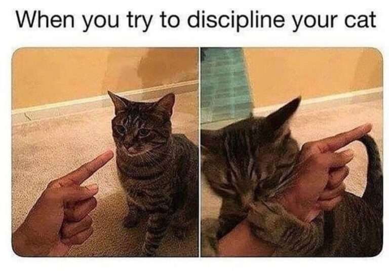 CAT Memes that every Cat owner will Love & Relate - HowitSee