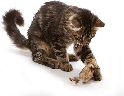 12+ Best Cat Toys on Amazon you should Buy - HowitSee