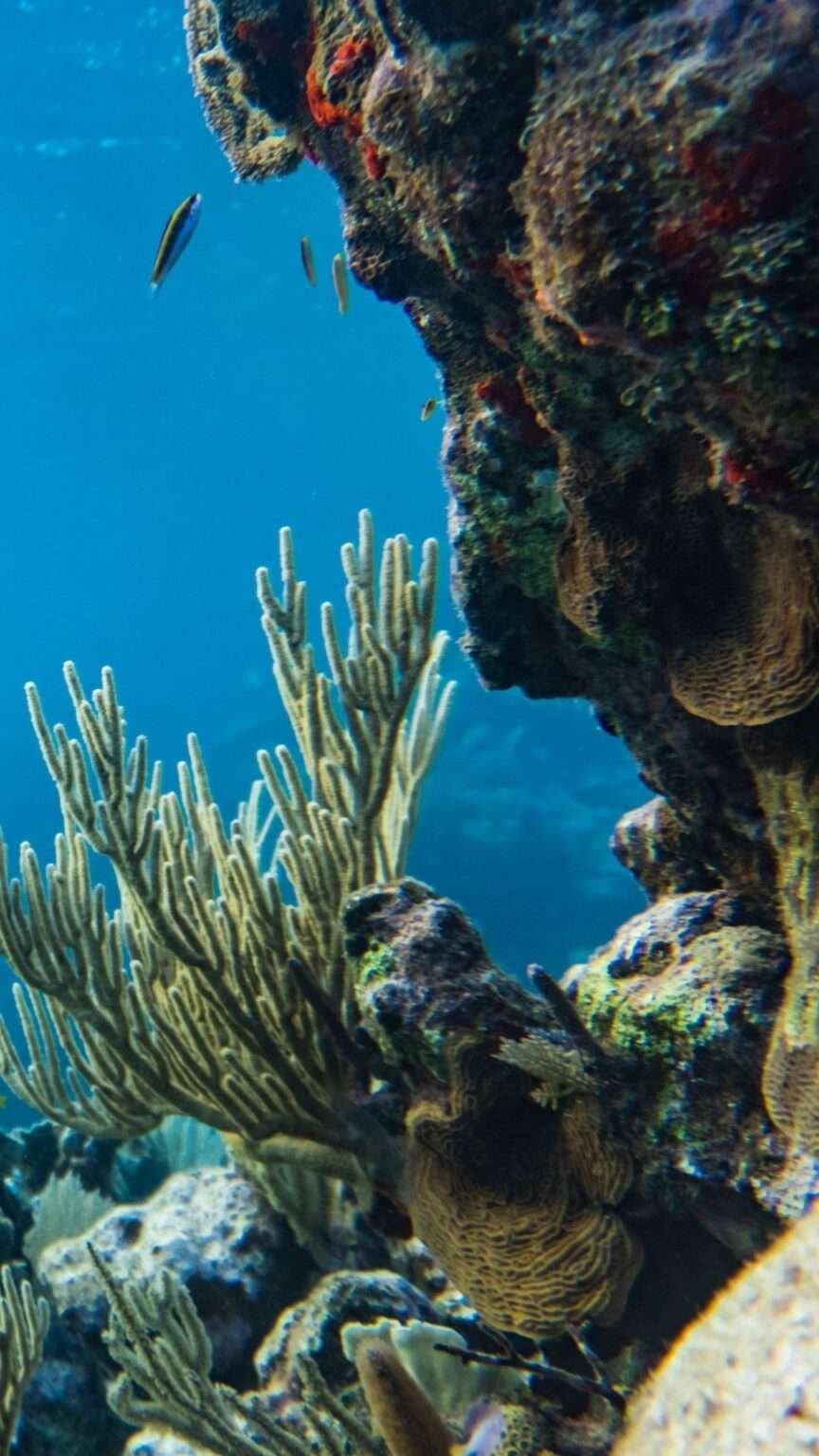 20 Fish Wallpapers for iPhone/ Android in 4K - HowitSee