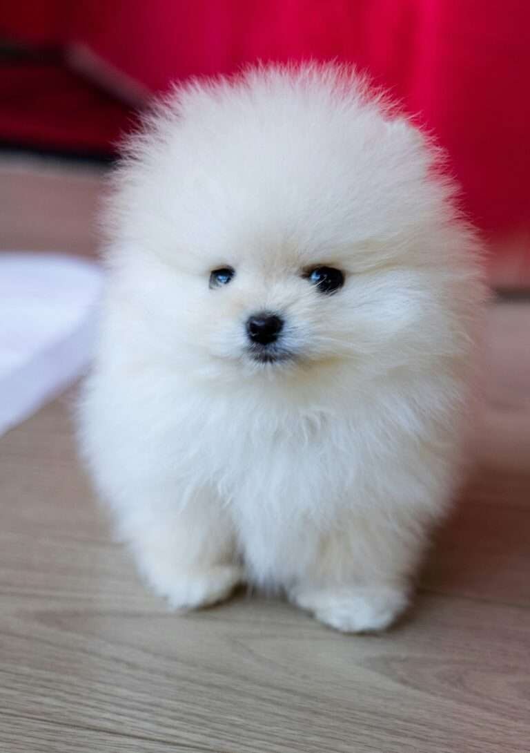 17 Adorable Small Dogs Images that you will Love - HowitSee