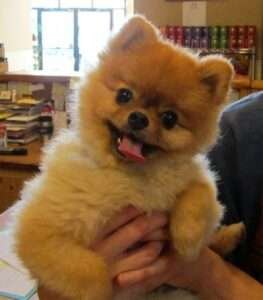 17 Adorable Small Dogs Images that you will Love - HowitSee