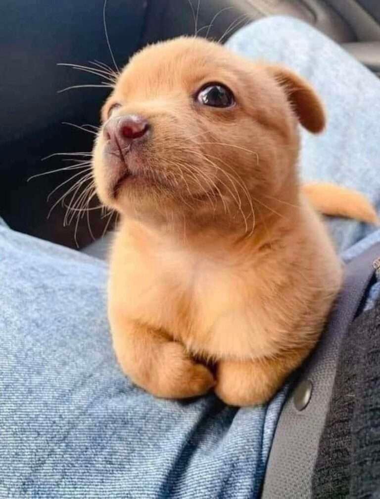 17 Adorable Small Dogs Images that you will Love - HowitSee
