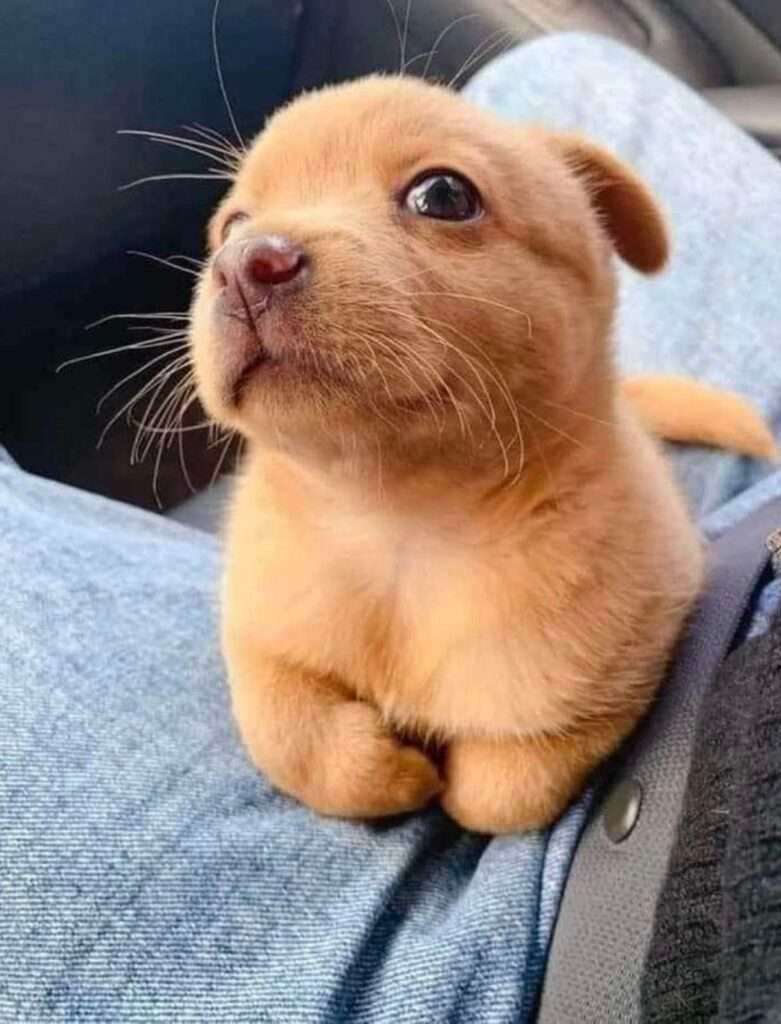 17 Adorable Small Dogs Images that you will Love - HowitSee