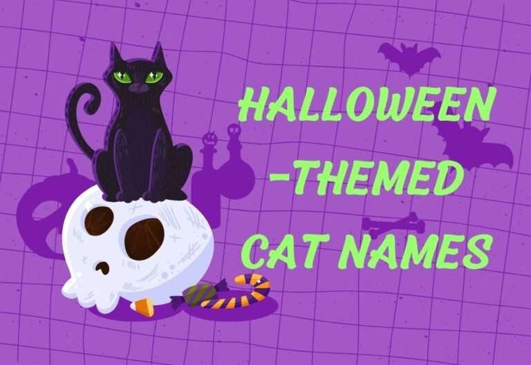 100 Halloween-Themed Cat Names (Cool, Funny & Aesthetic Picks for ...